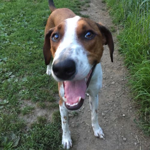 Boone Is Dog Of The Week | News, Sports, Jobs - Post Journal